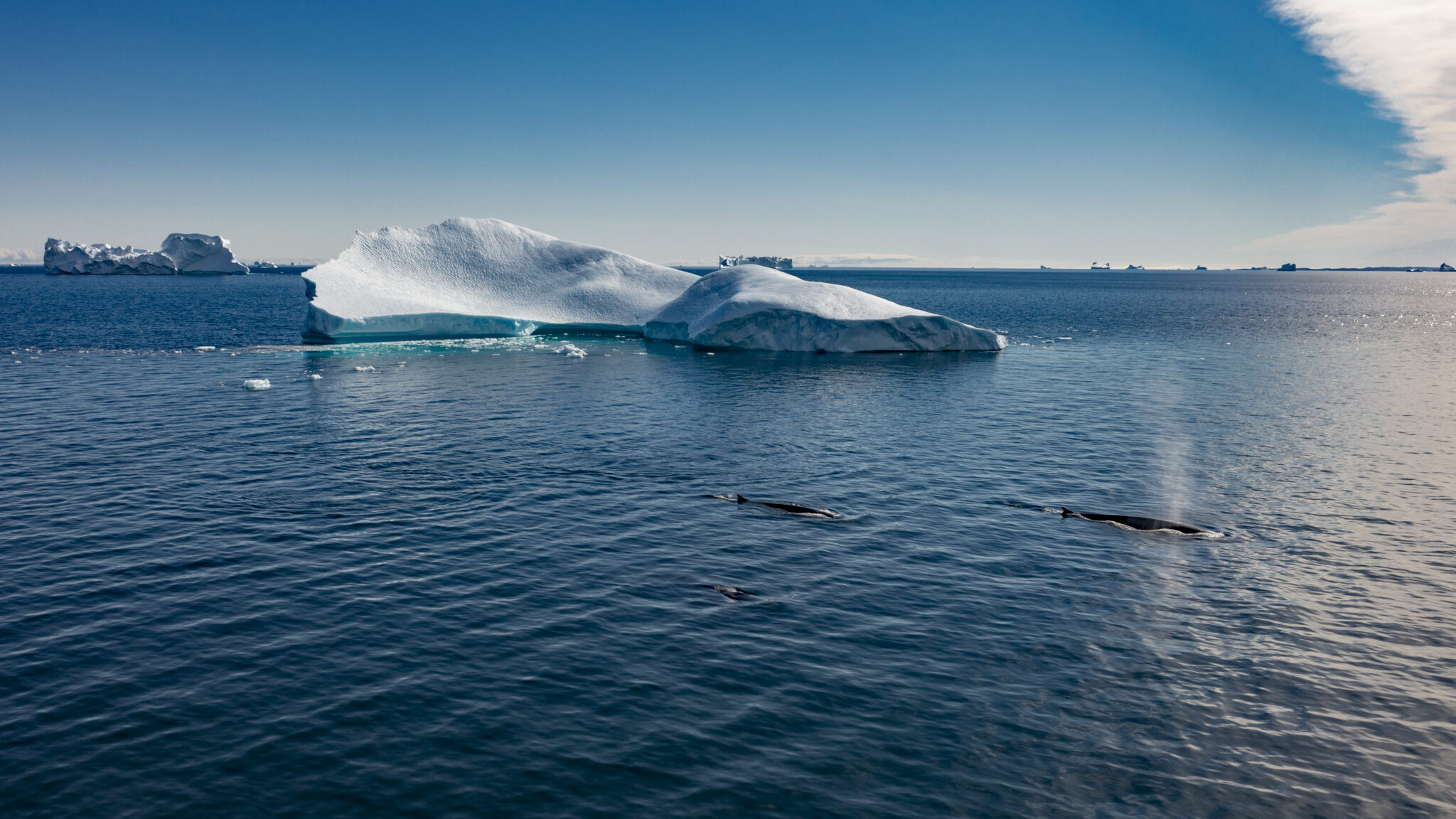 Whales in Greenland wiki - Travel by Heart